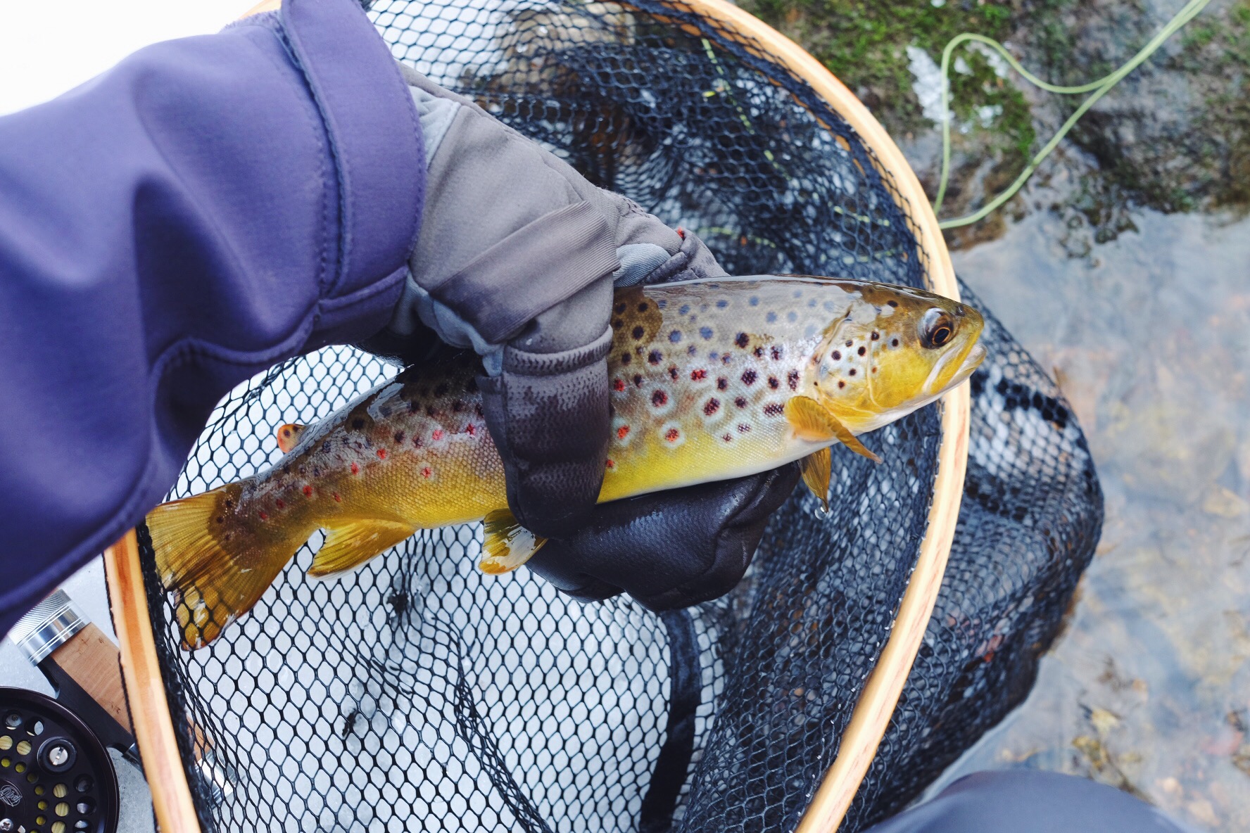 Winter Trout – Birch & Flannel